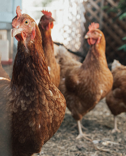 Slagerspassie: Magazines